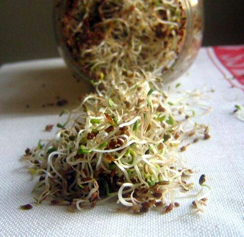 10 Reasons To Love Sprouts (Plus DIY Sprouting At Home) Article ...